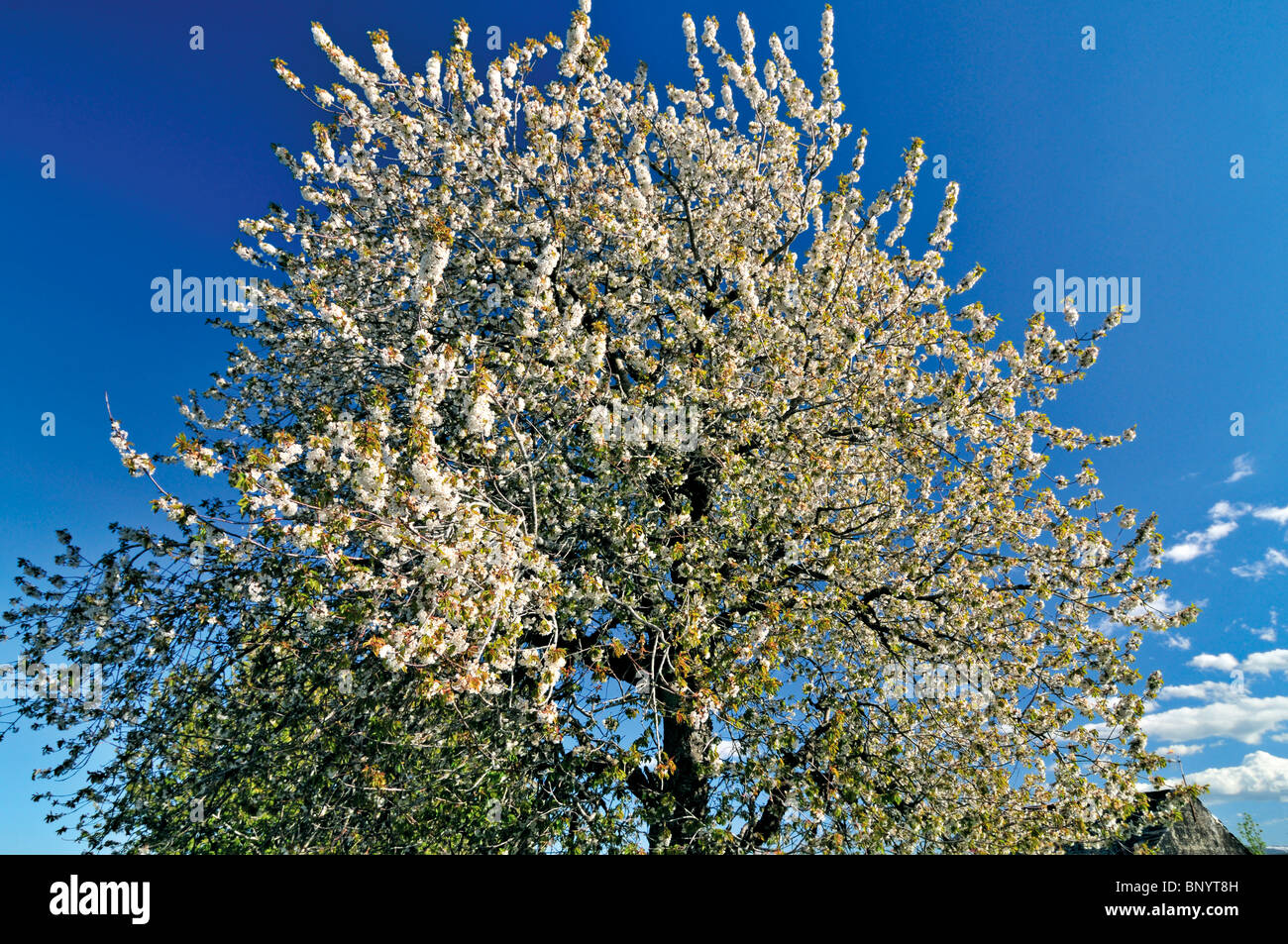 Spain village tree hi-res stock photography and images - Alamy