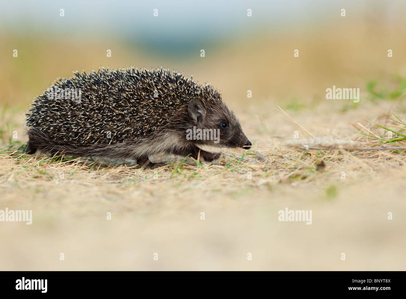 Close up side view hedgehog on hi-res stock photography and images - Alamy