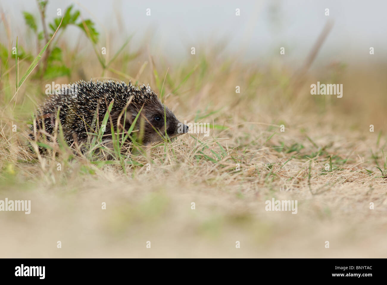 Young hedgehog on grass hi-res stock photography and images - Alamy
