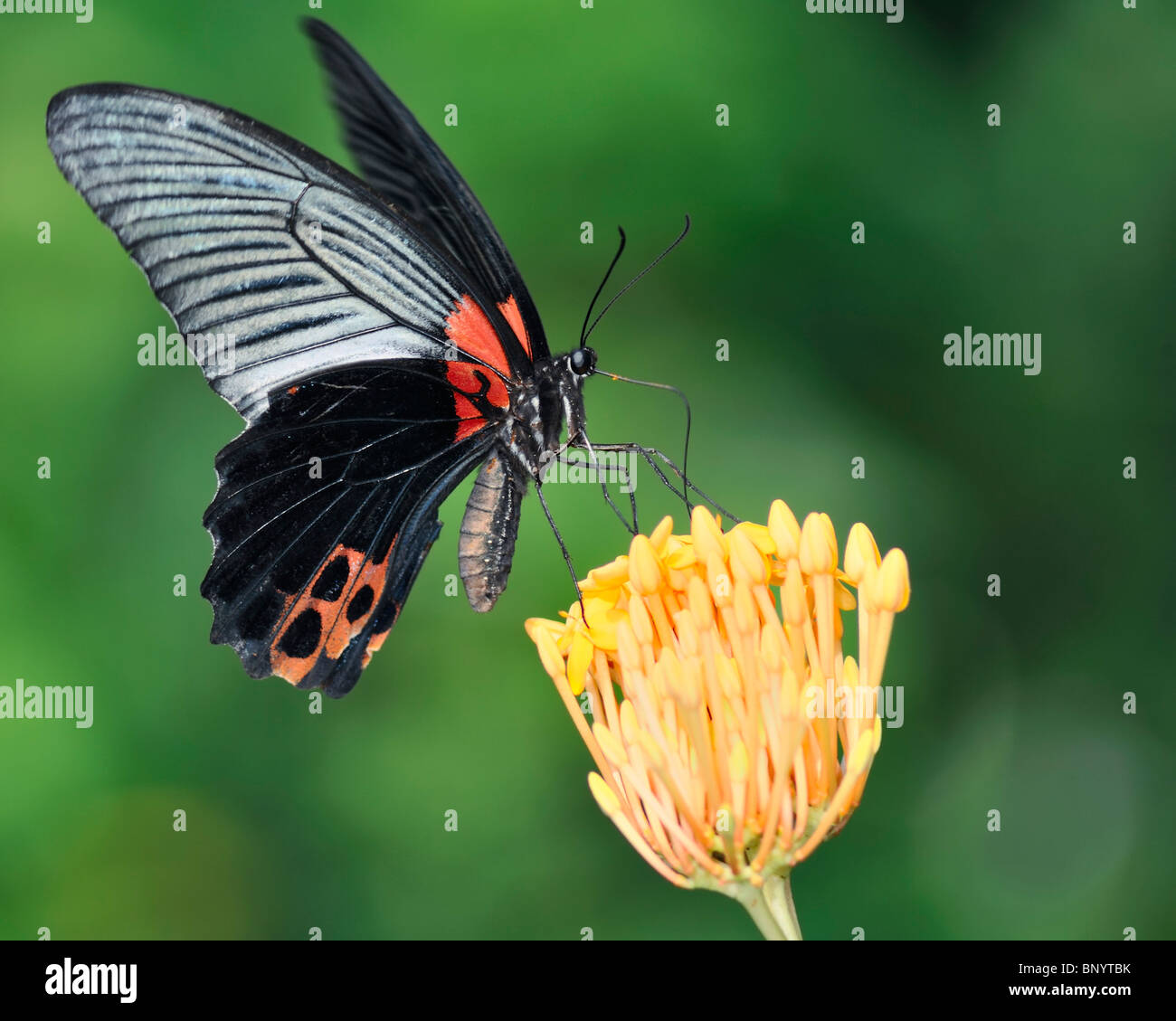 Great Mormon Butterfly flying and hovering on top of a yellow Ixora ...