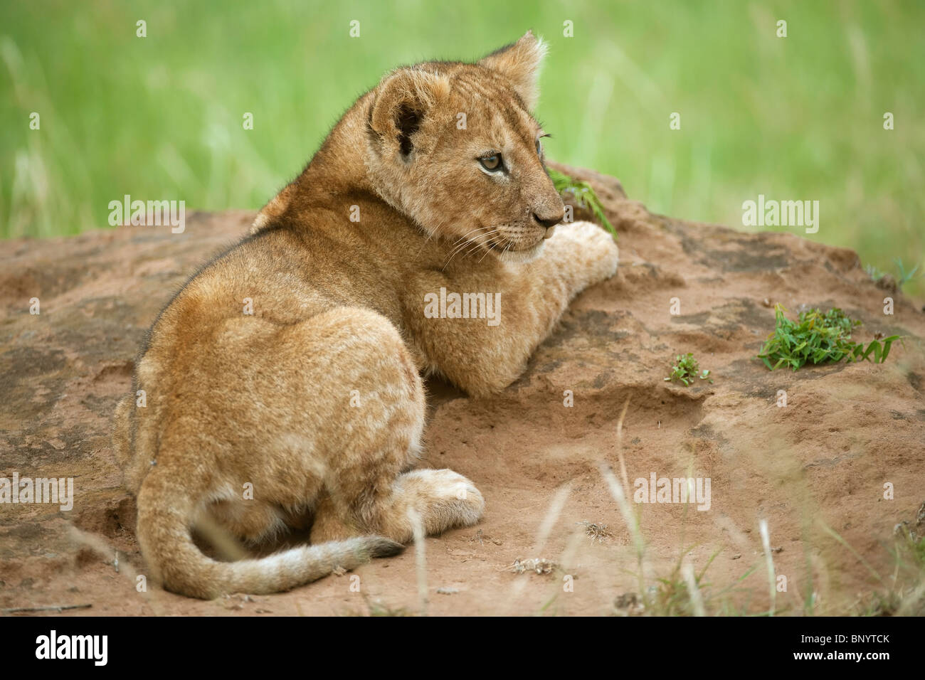 Maasai lion cub hi-res stock photography and images - Alamy