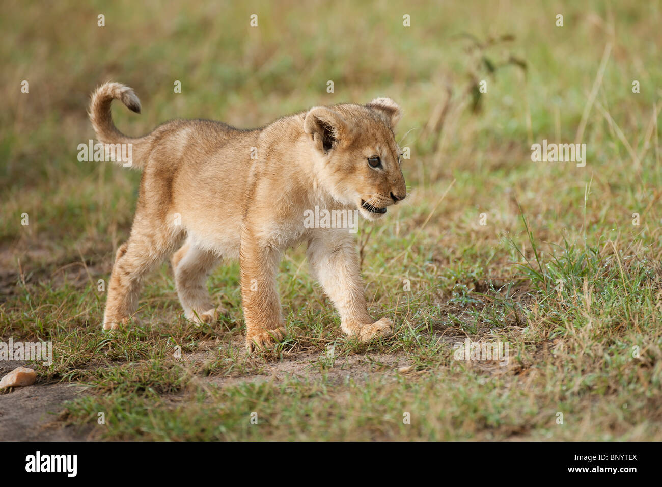 Lion cub, Maasai Mara, Kenya Stock Photo - Alamy