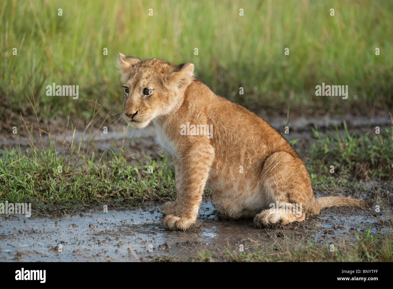 Lion cub, Maasai Mara, Kenya Stock Photo - Alamy