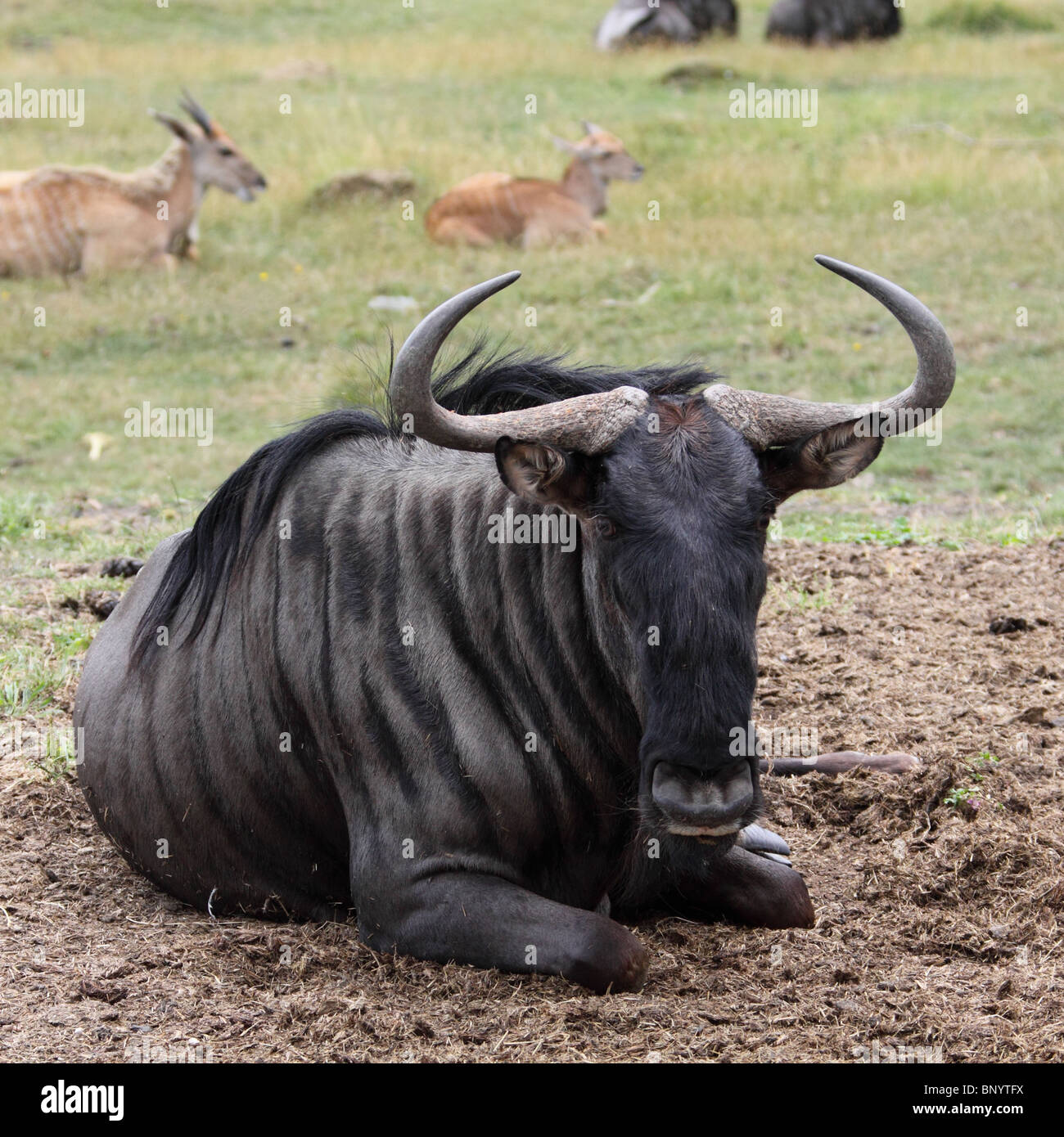 Wildebeast lying down hi-res stock photography and images - Alamy