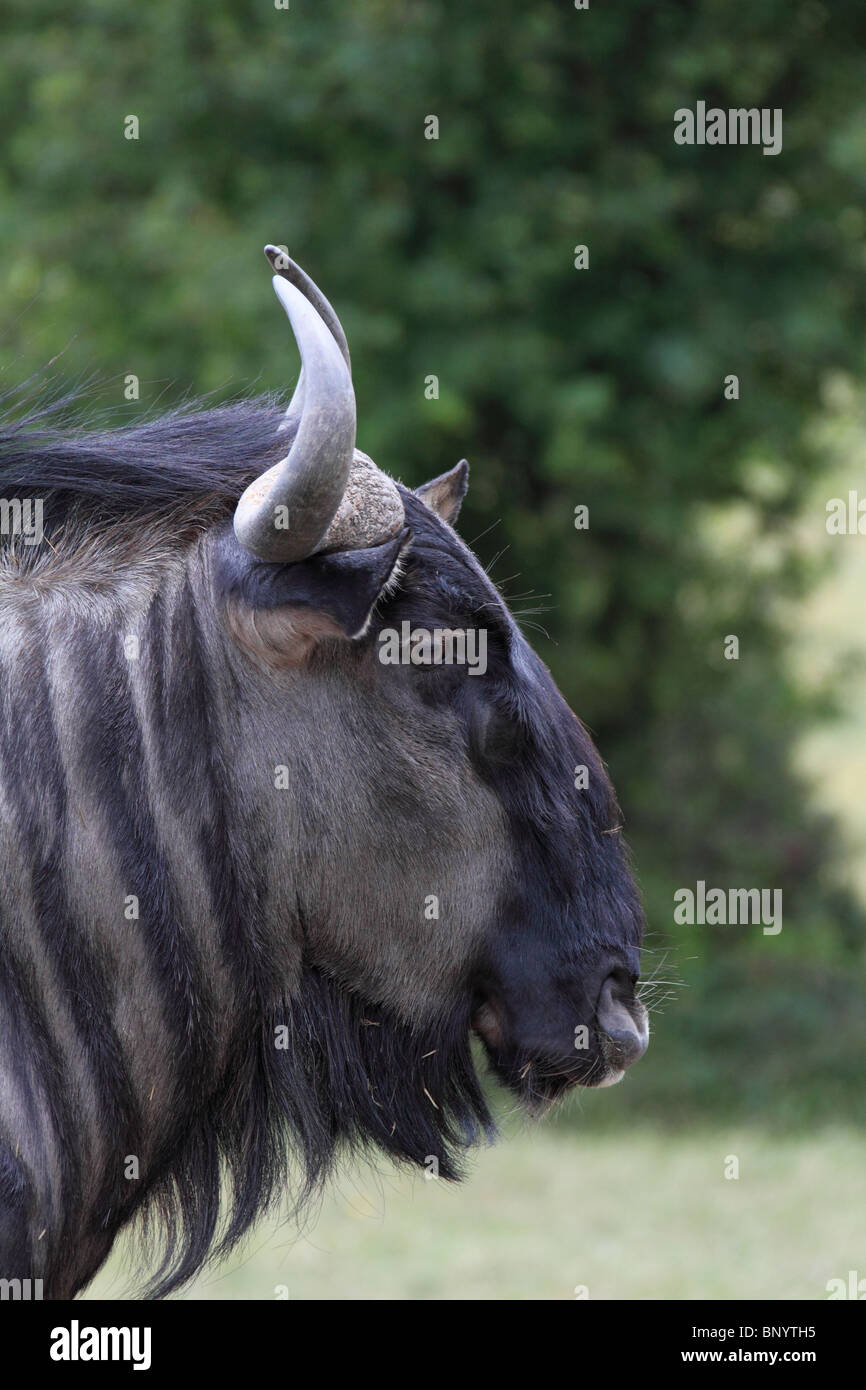 Blue wildebeast hi-res stock photography and images - Alamy