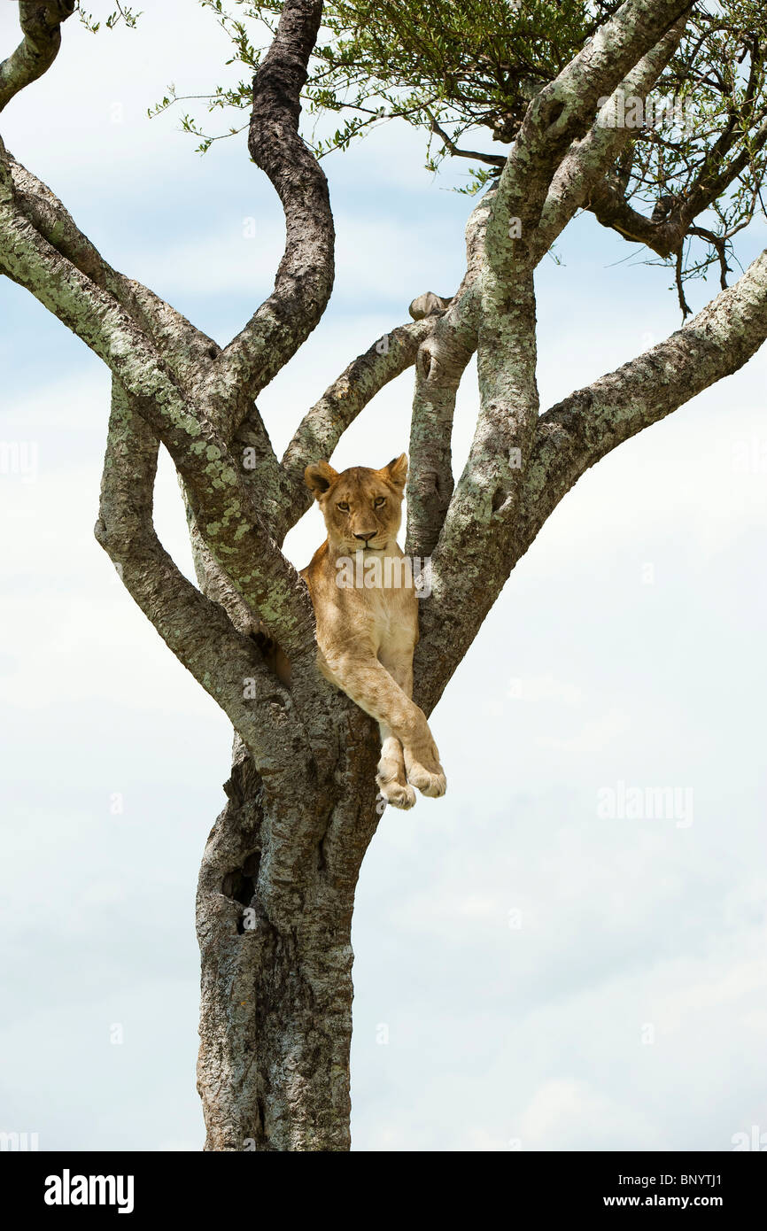 Lion on a tree, Maasai Mara, Kenya Stock Photo - Alamy