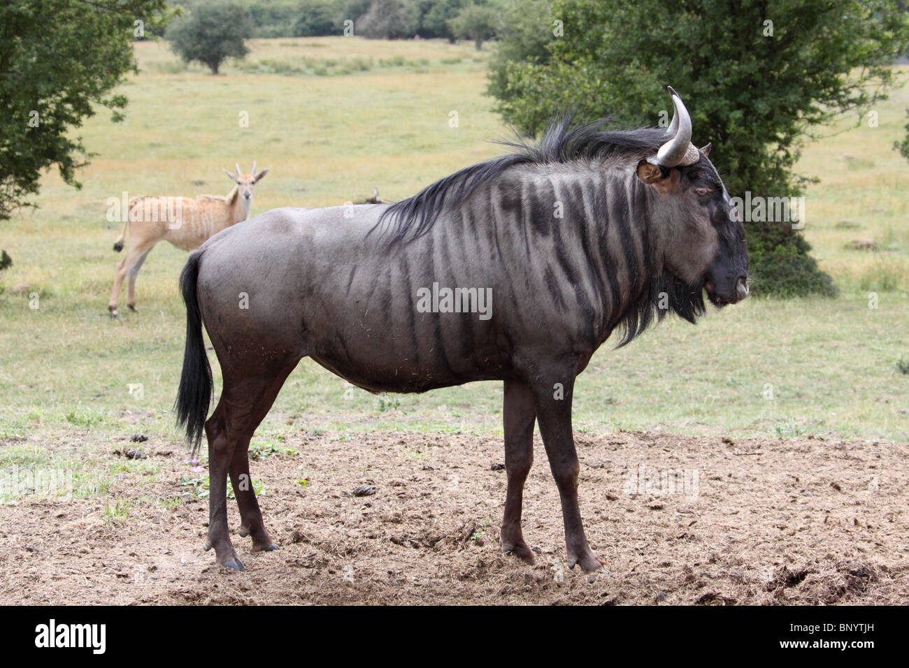 Blue wildebeast hi-res stock photography and images - Alamy
