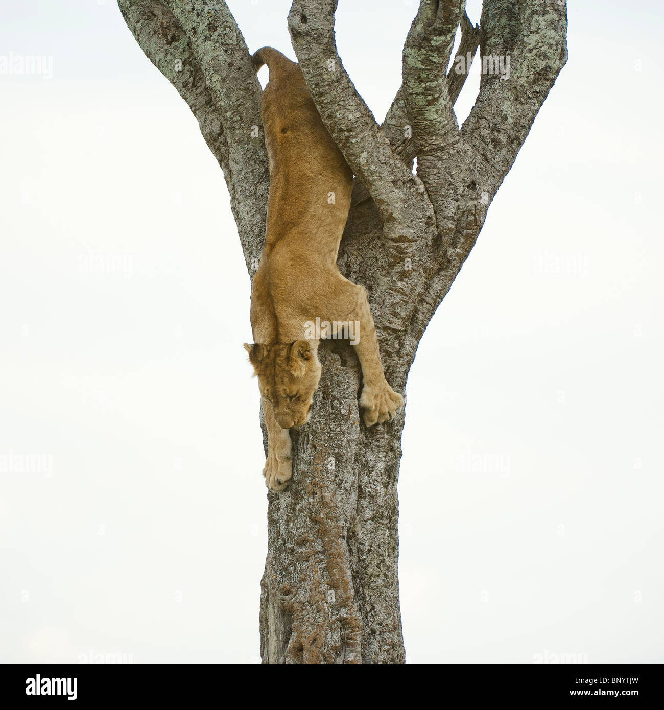 Lion on a tree hi-res stock photography and images - Alamy