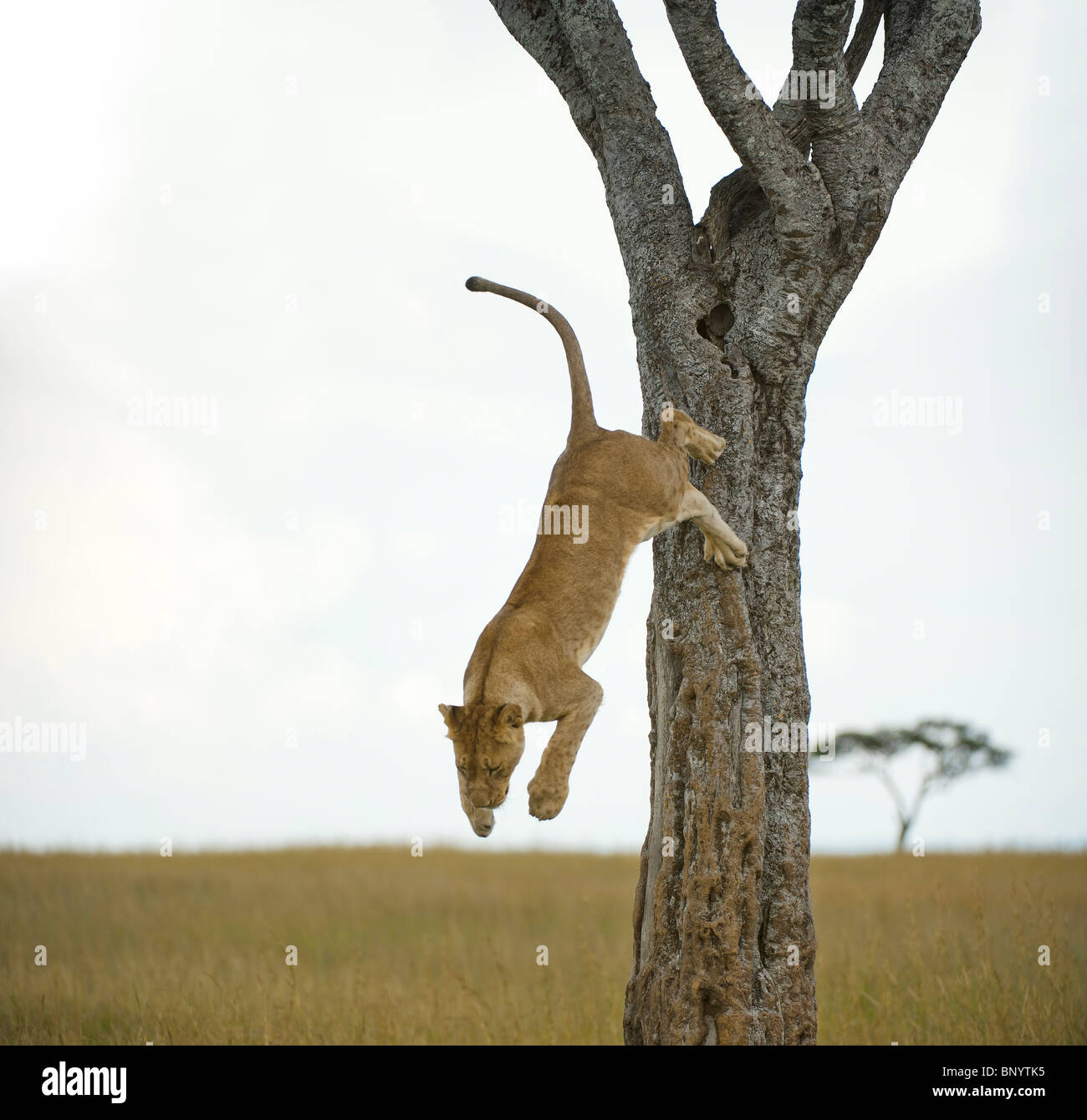Lion jump hi-res stock photography and images - Alamy