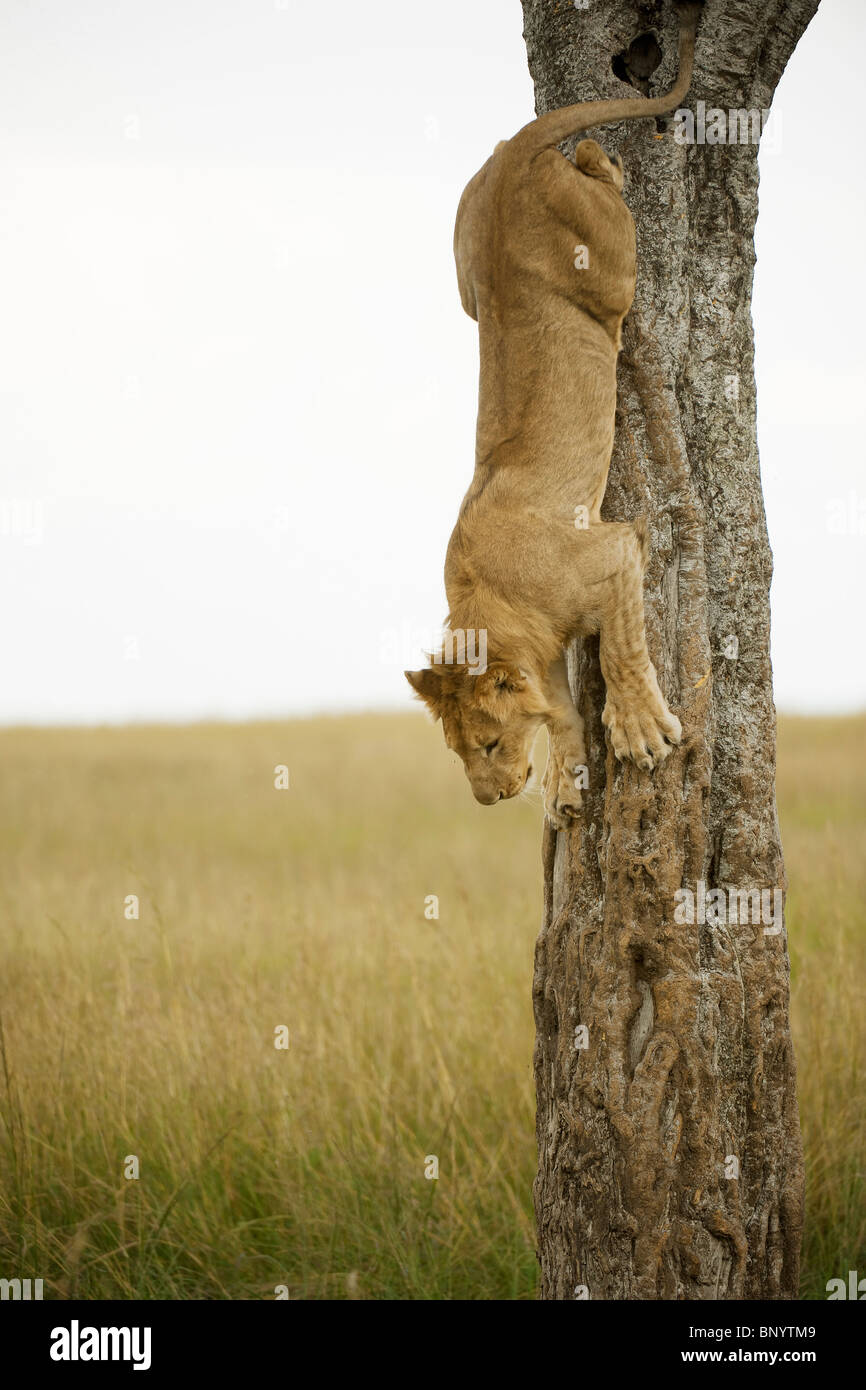 lion-climb-hi-res-stock-photography-and-images-alamy