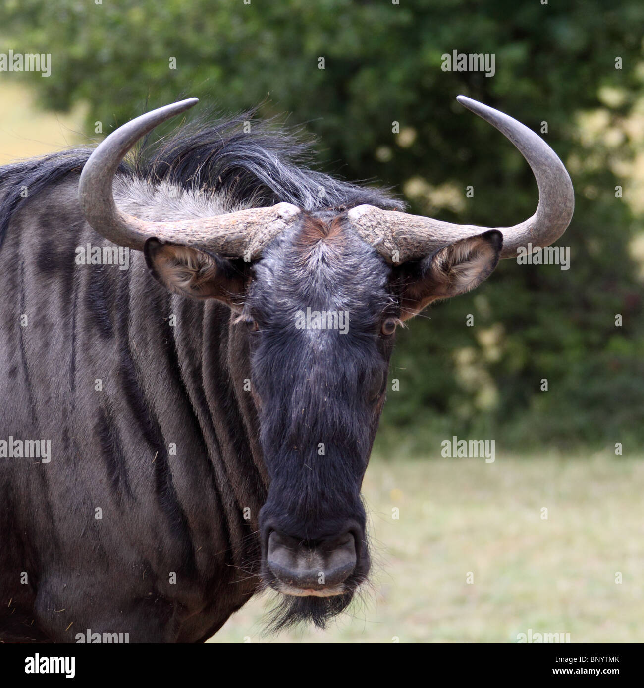 Close up of wildebeest face hi-res stock photography and images - Alamy