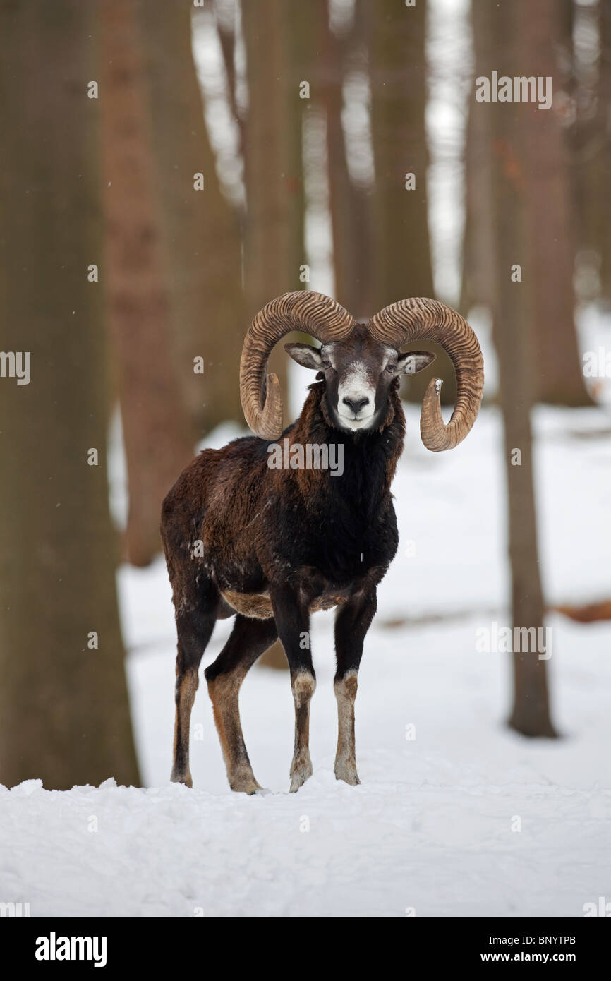 Mouflon ram (Ovis gmelini musimon) in forest in the snow in winter ...