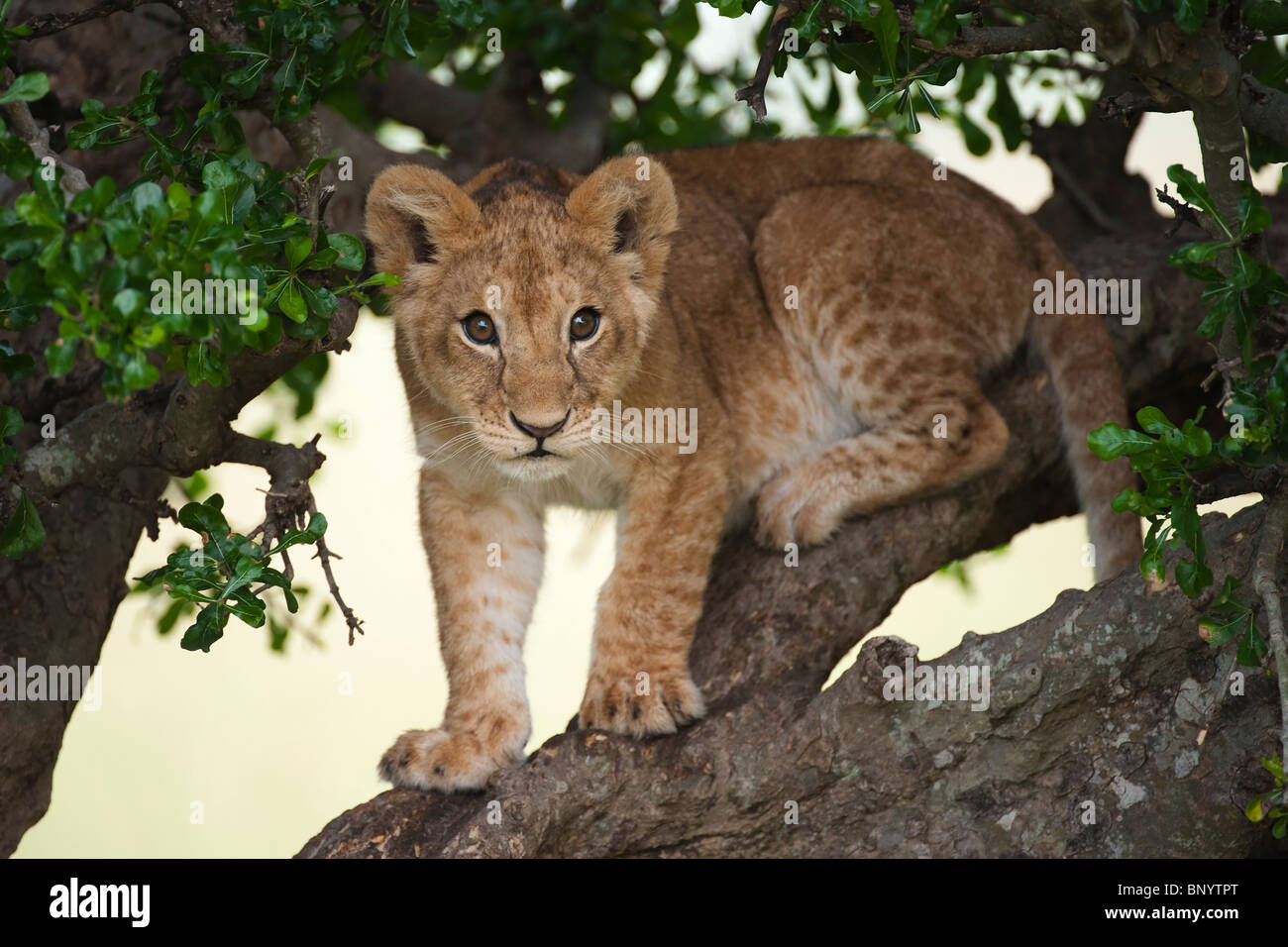 Lion cub on a tree, Maasai Mara, Kenya Stock Photo - Alamy