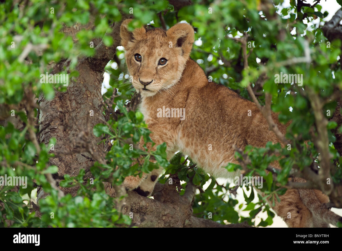 Lion cub on a tree hi-res stock photography and images - Alamy