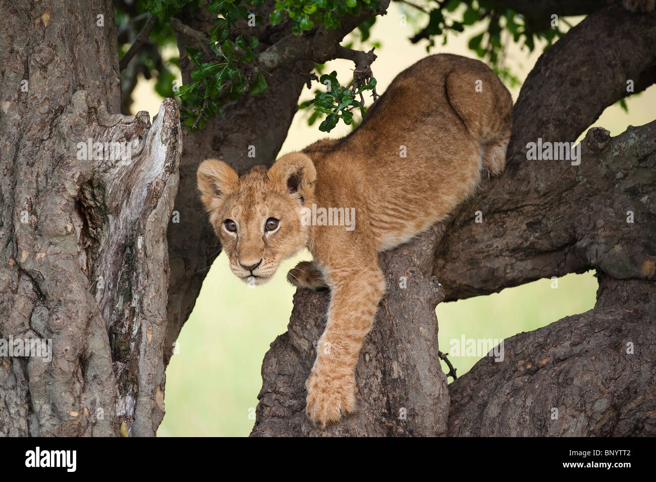 Lion cub on a tree, Maasai Mara, Kenya Stock Photo - Alamy