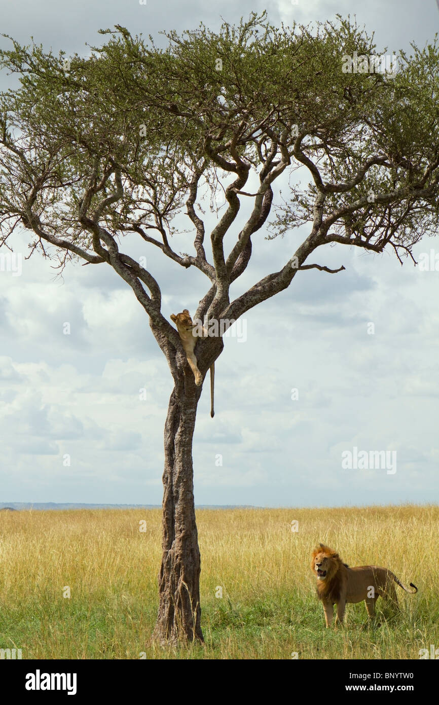 Male lion tree hi-res stock photography and images - Alamy