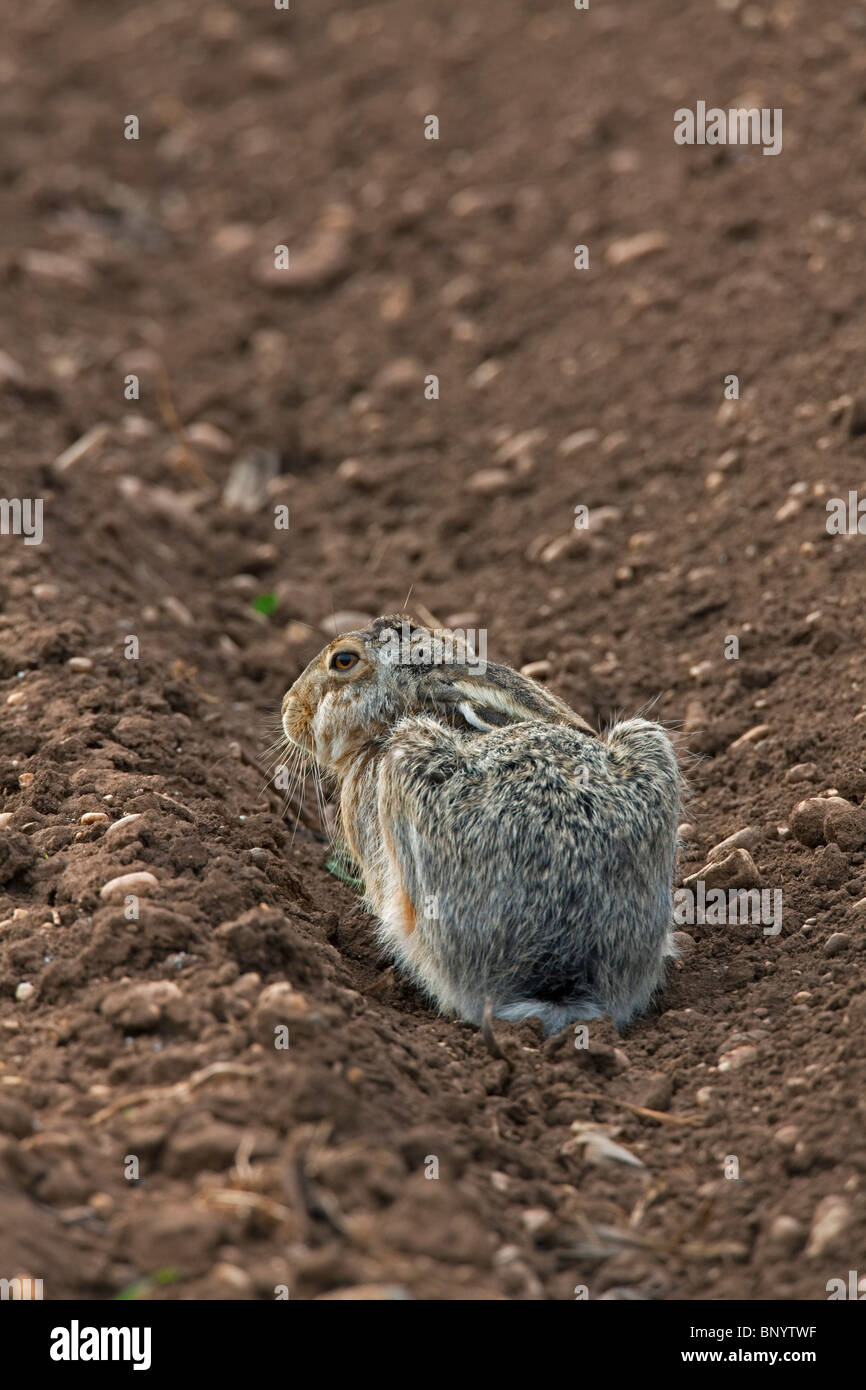 Furrow hi-res stock photography and images - Alamy