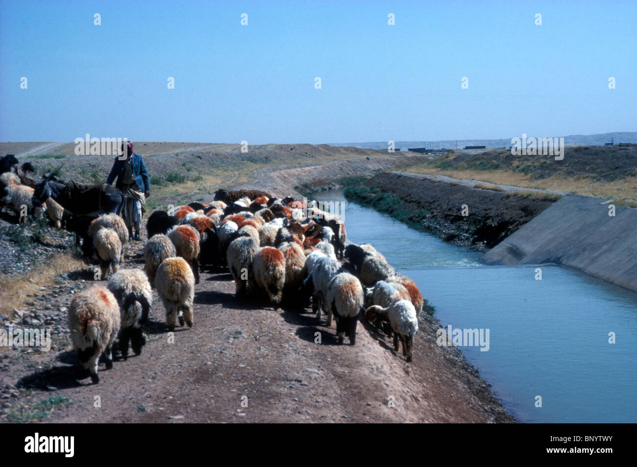 A Bedouin with sheep beside an irrigation canal off the giant Euphrates ...