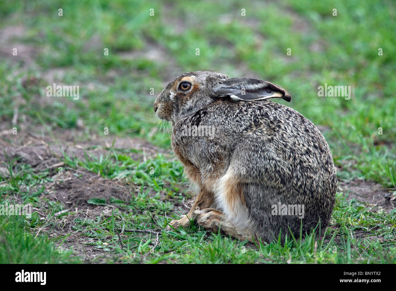 European Brown Hare (Lepus europaeus) sitting in field, Germany Stock ...