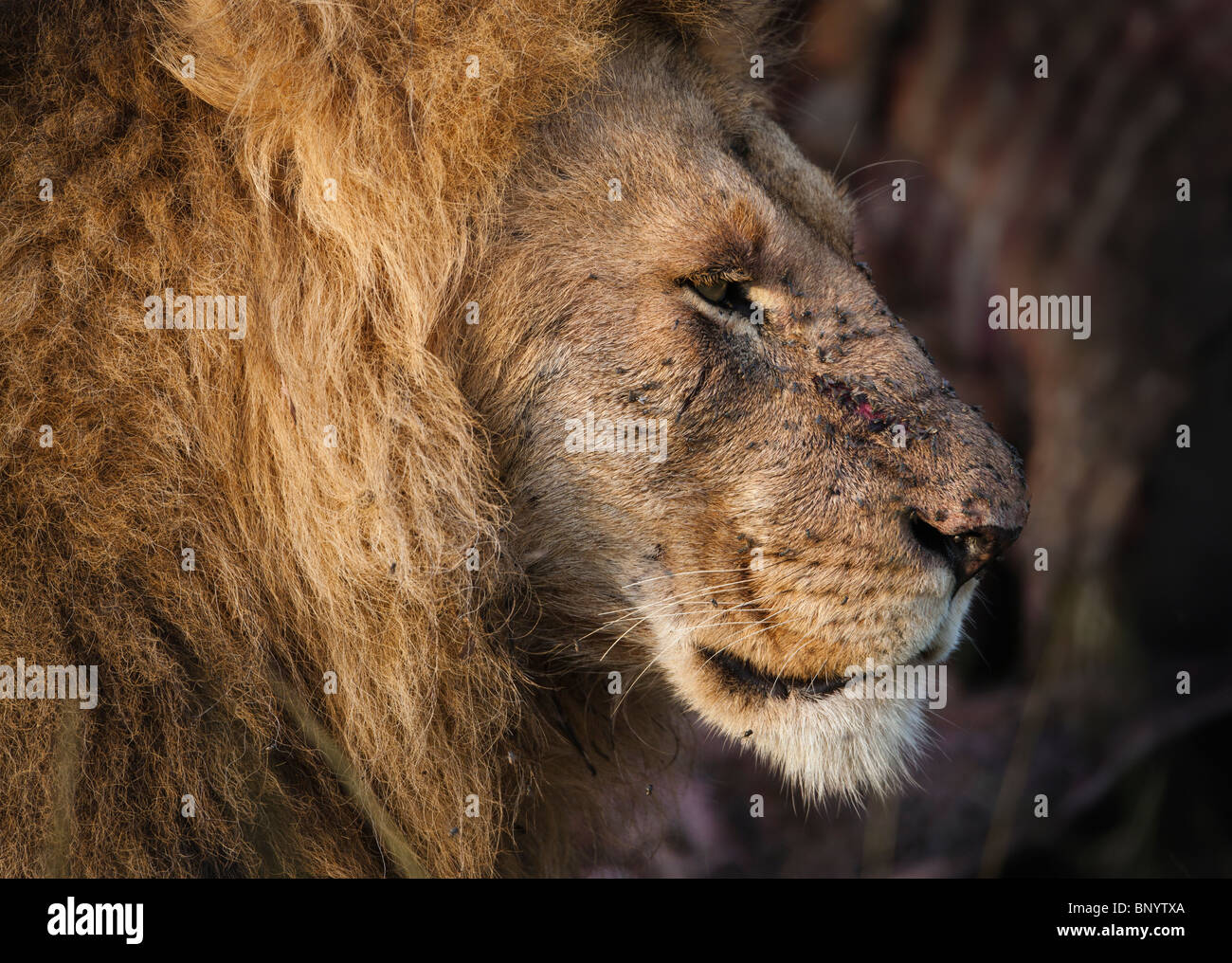Maasai maasai male close up portrait hi-res stock photography and images - Alamy