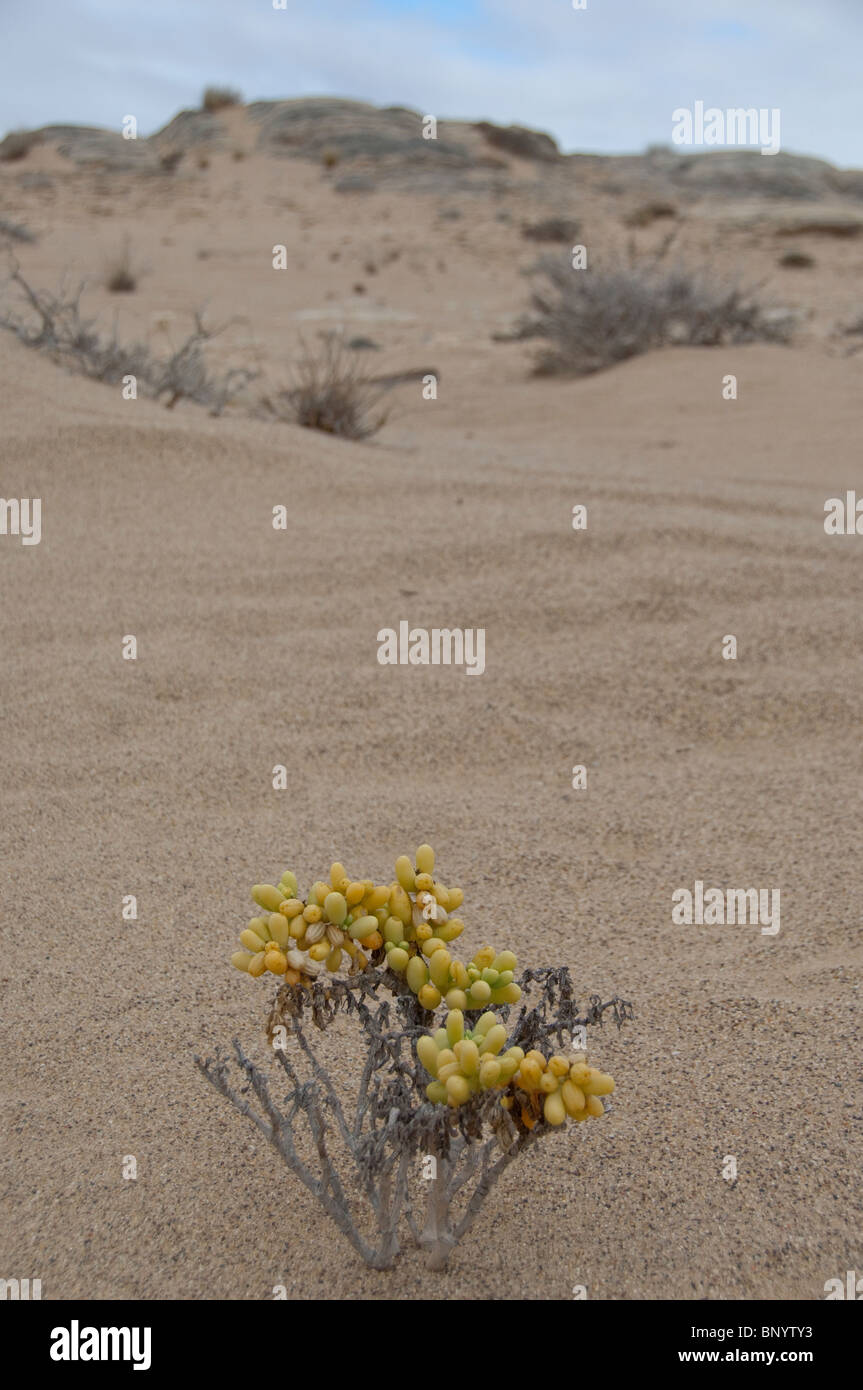 Africa, Namibia, Luderitz. Kolmanskop, former diamond mining town ...
