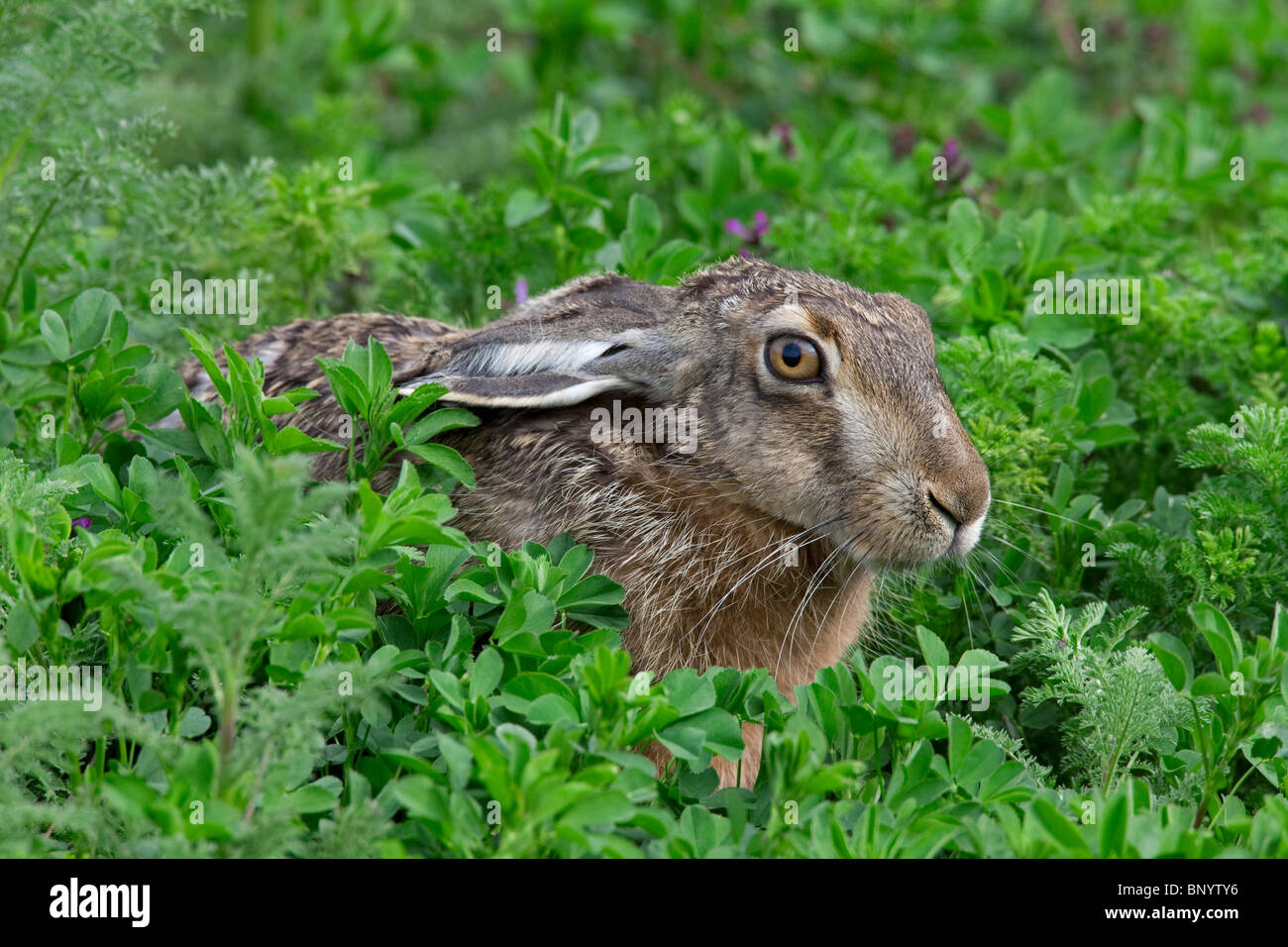 Close up brown hare lepus europaeus hi-res stock photography and images ...