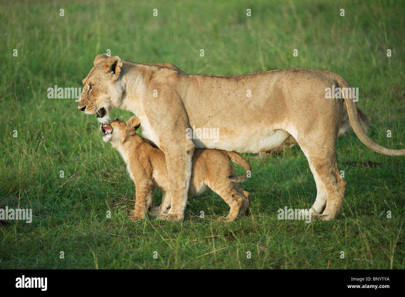 Lion mother cubs maasai hi-res stock photography and images - Alamy