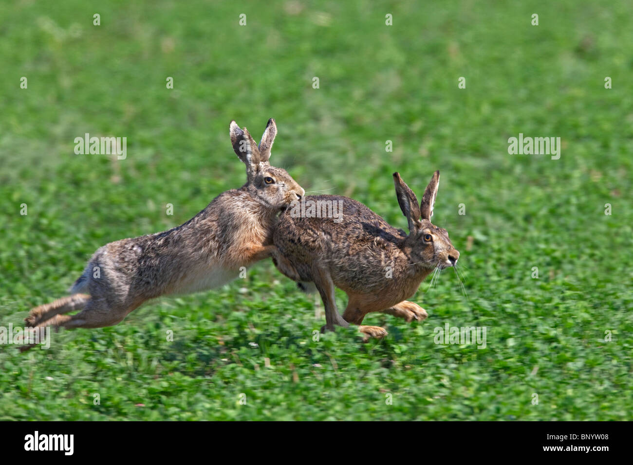 Breeding hare hi-res stock photography and images - Alamy
