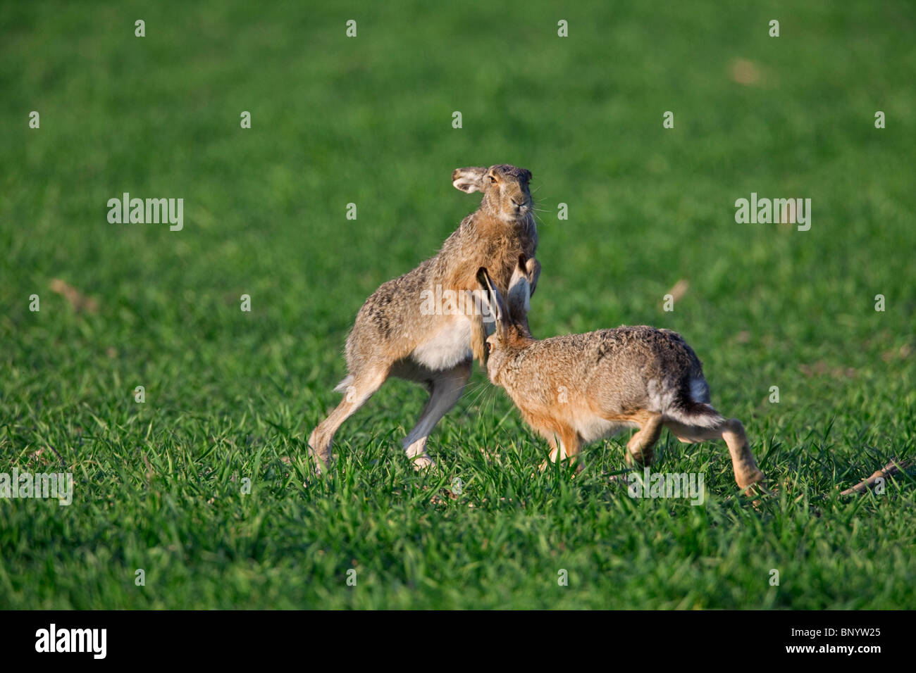 European hare boxing hi-res stock photography and images - Alamy