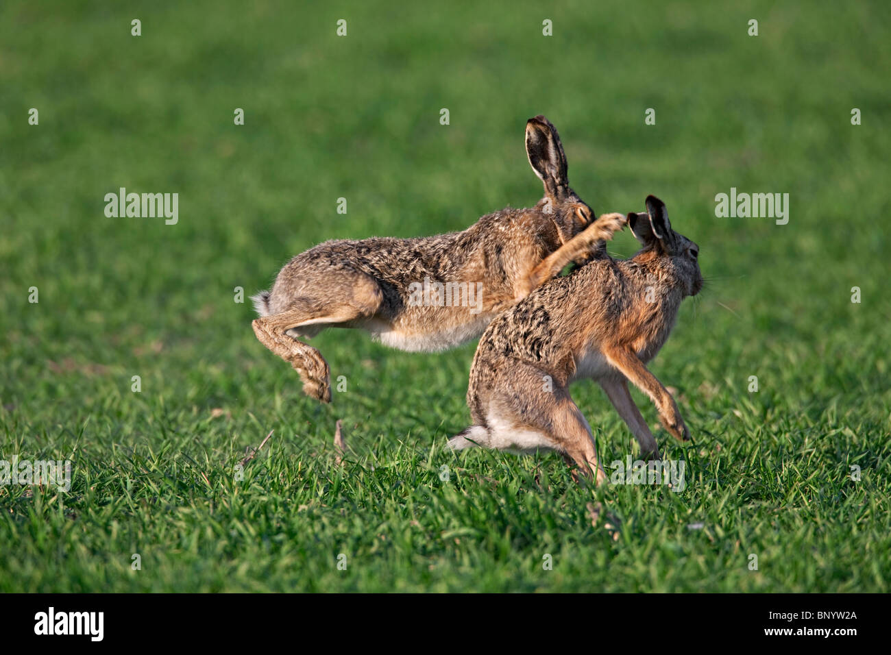 European Brown Hares (Lepus europaeus) boxing / fighting in field ...