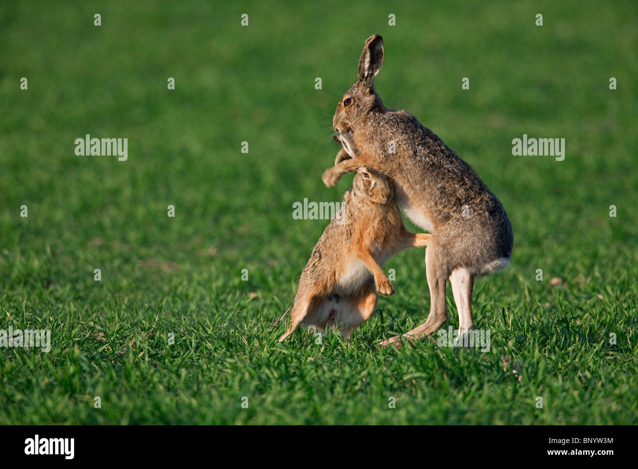 European Hare Boxing High Resolution Stock Photography and Images - Alamy