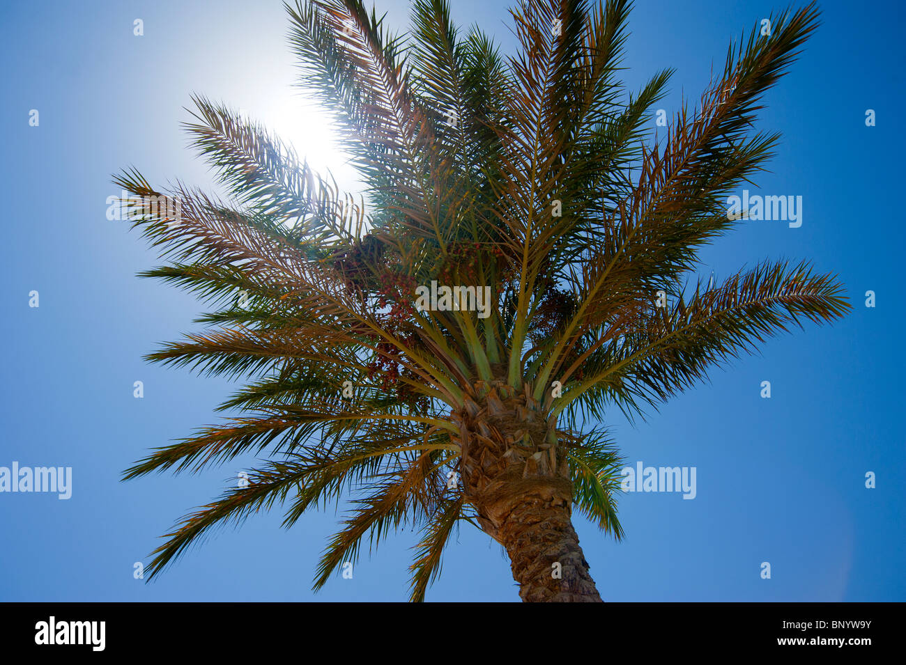 Sky sun palm tree hi-res stock photography and images - Alamy