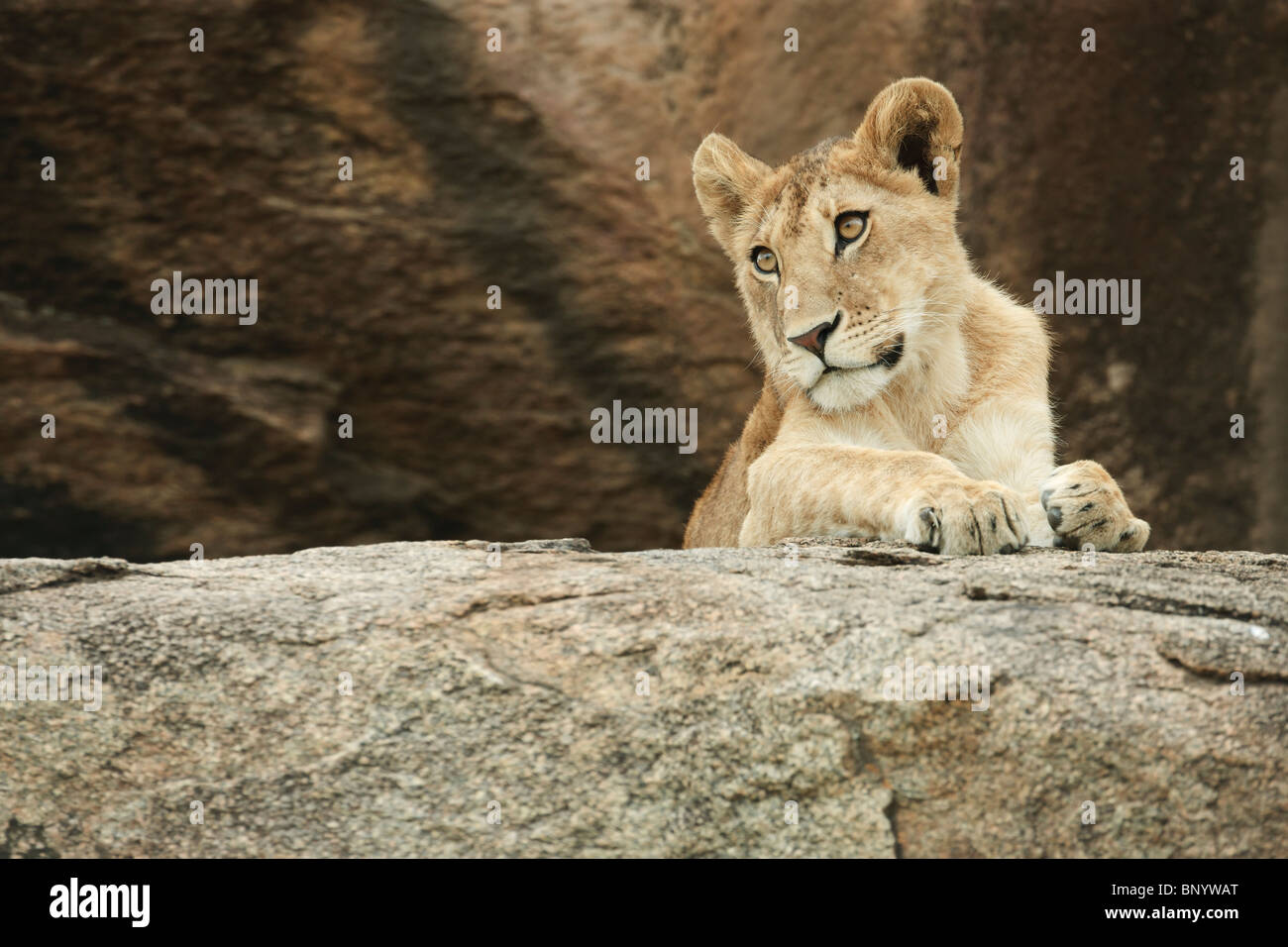 Lion cub on a rock, Serengeti, Tanzania Stock Photo - Alamy