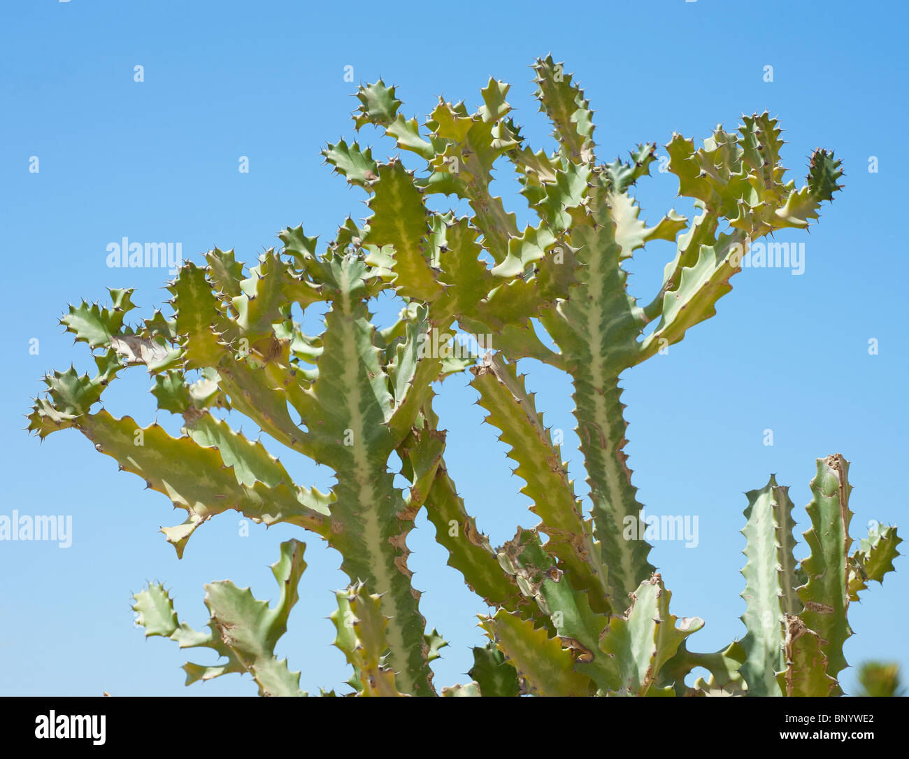 Branching background hi-res stock photography and images - Alamy