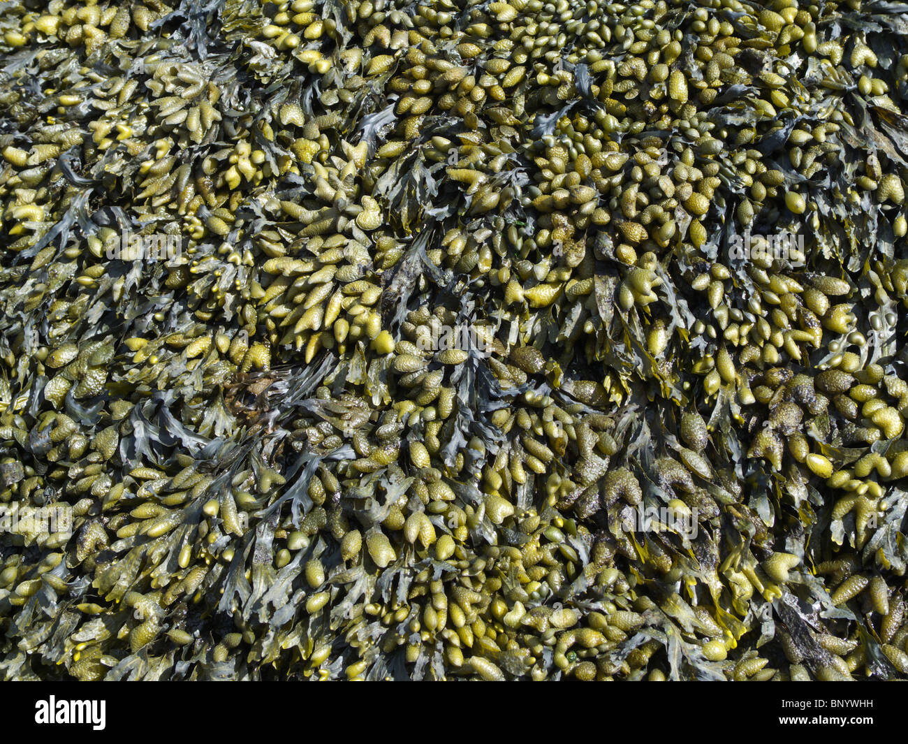 Pelvetia canaliculata seaweed hi-res stock photography and images - Alamy