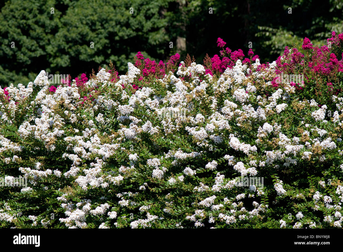 A large Crape Myrtle shrub Lagerstroemia indica Zuni Lythraceae Stock ...