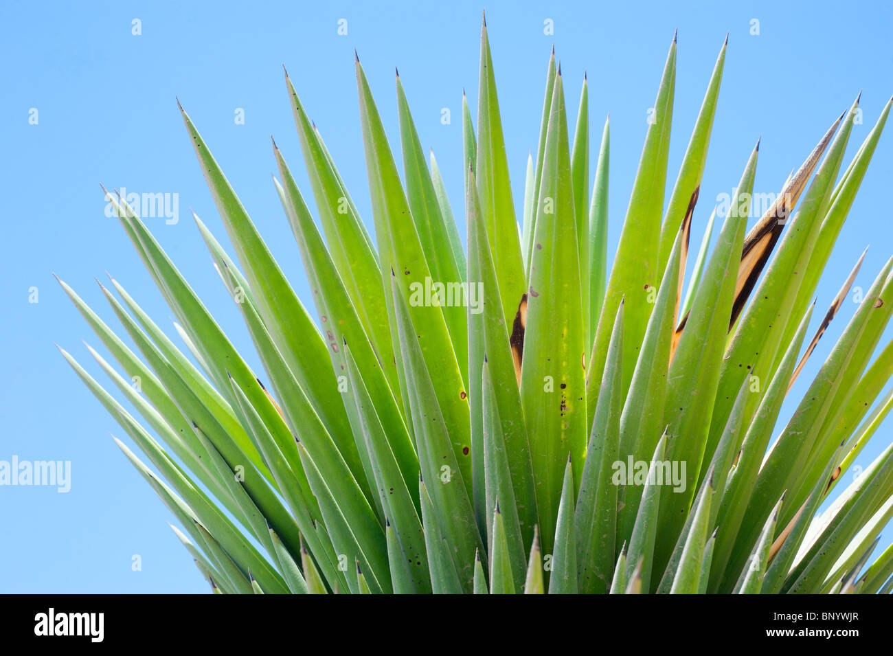 Yukka hi-res stock photography and images - Alamy