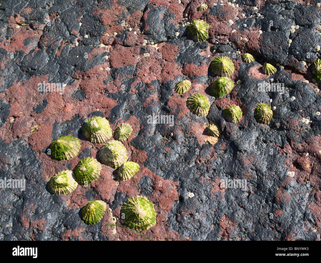 Close up of Common Limpets (Patella vulgaris) out of water adhered to ...