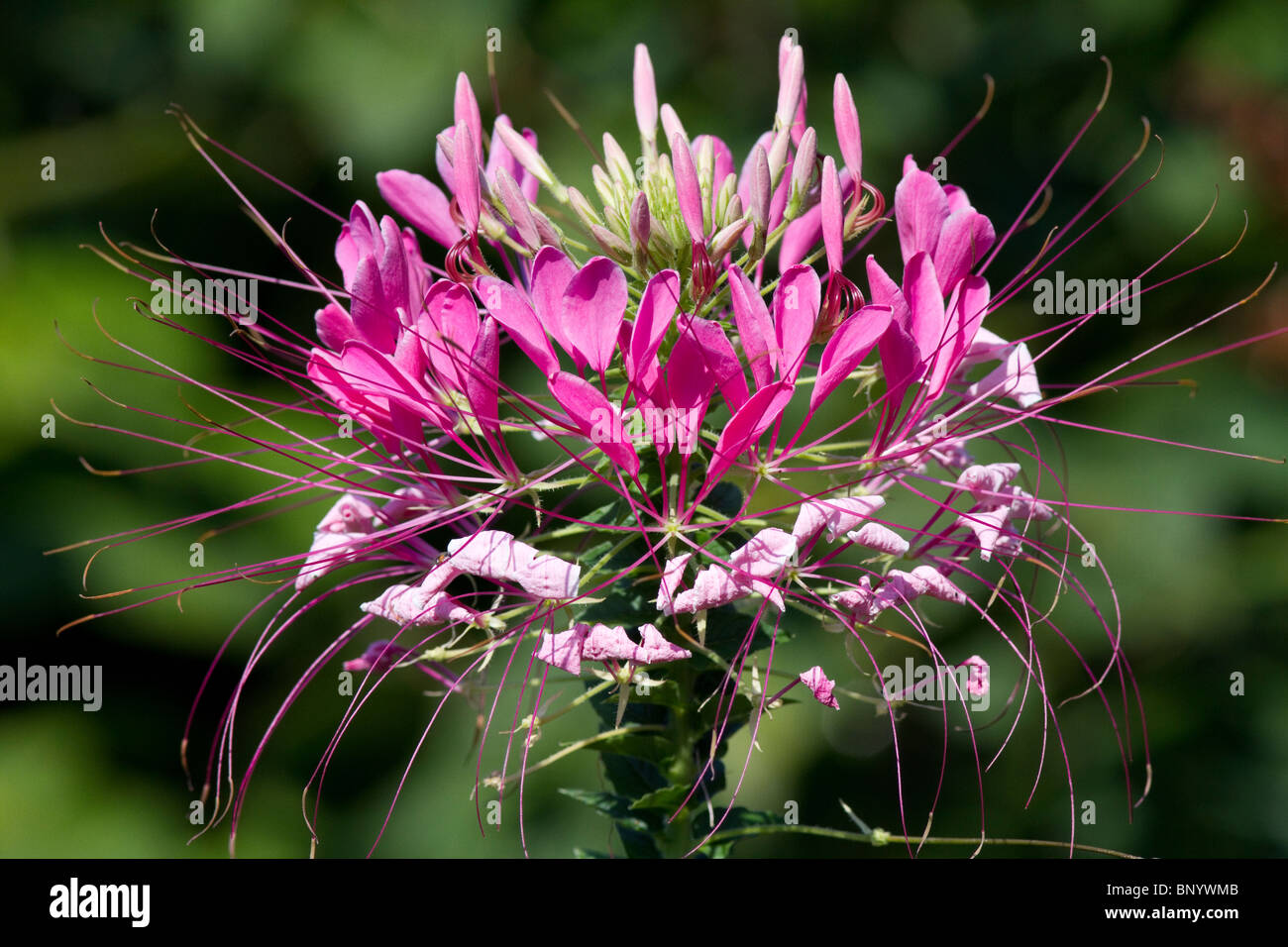 SPIDER FLOWER CLEOME SPINOSA Stock Photo - Alamy