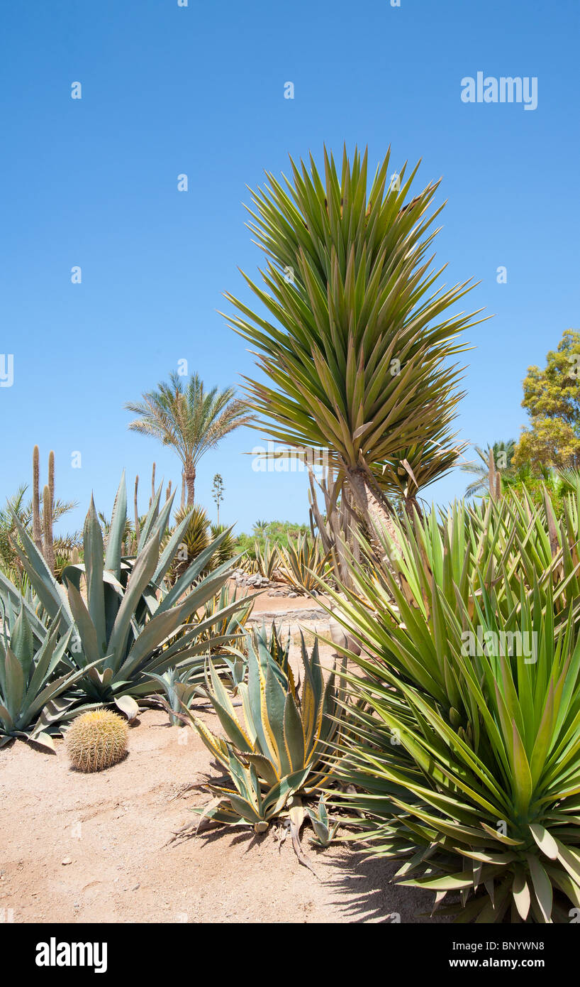 A desert garden with a variety of arid plants growing Stock Photo - Alamy
