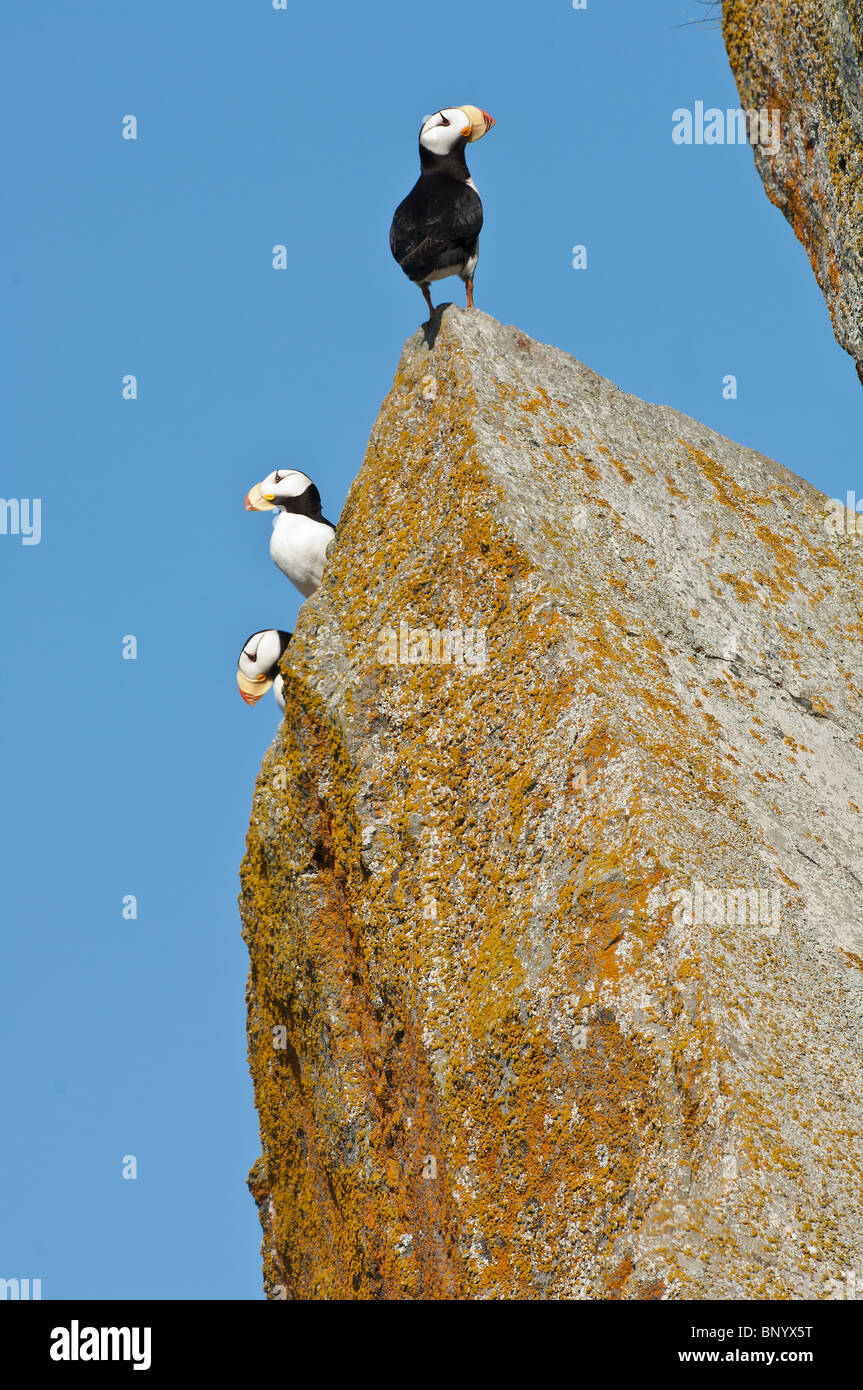 Three horned puffins hi-res stock photography and images - Alamy