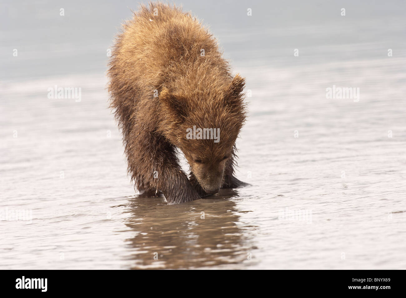 Cub hunting hi-res stock photography and images - Alamy