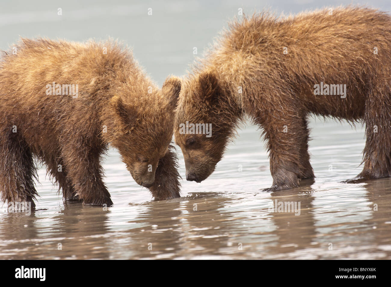 Razor clamming hi-res stock photography and images - Alamy