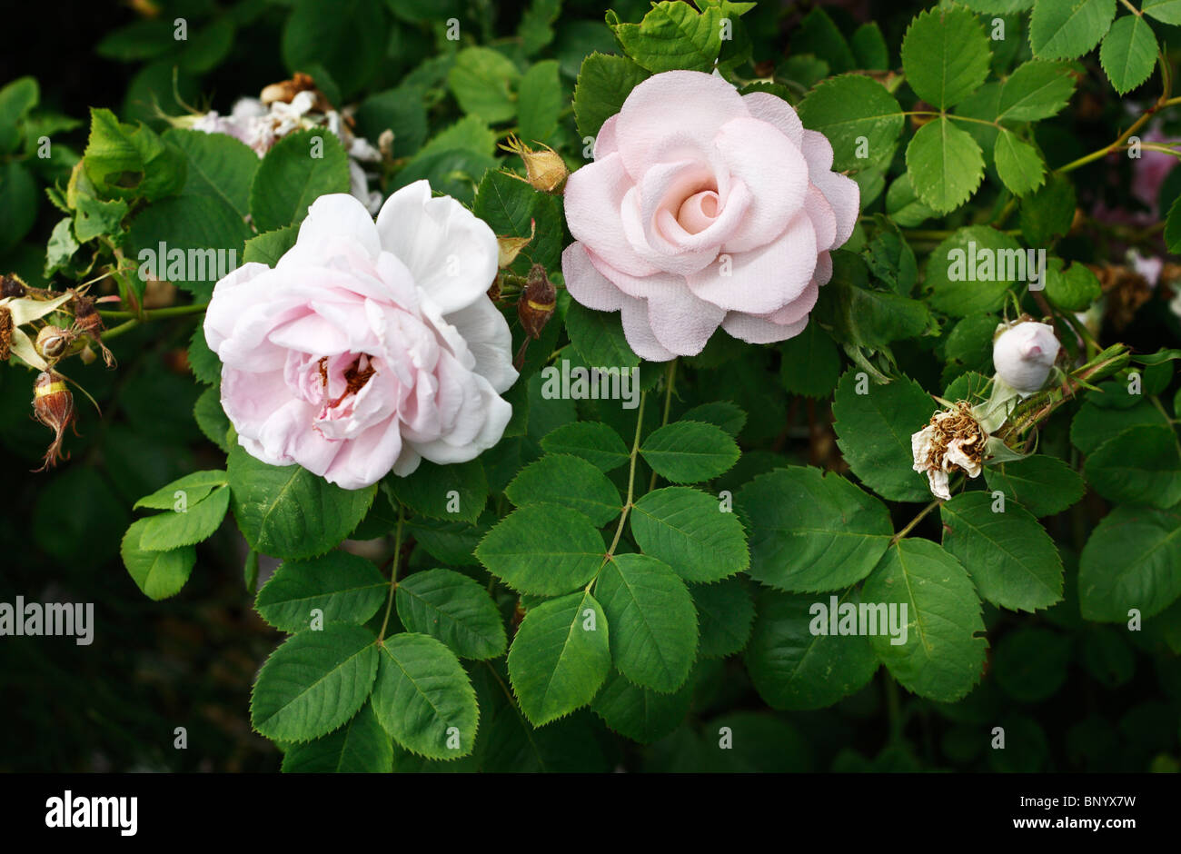 Dead rose bush hi-res stock photography and images - Alamy