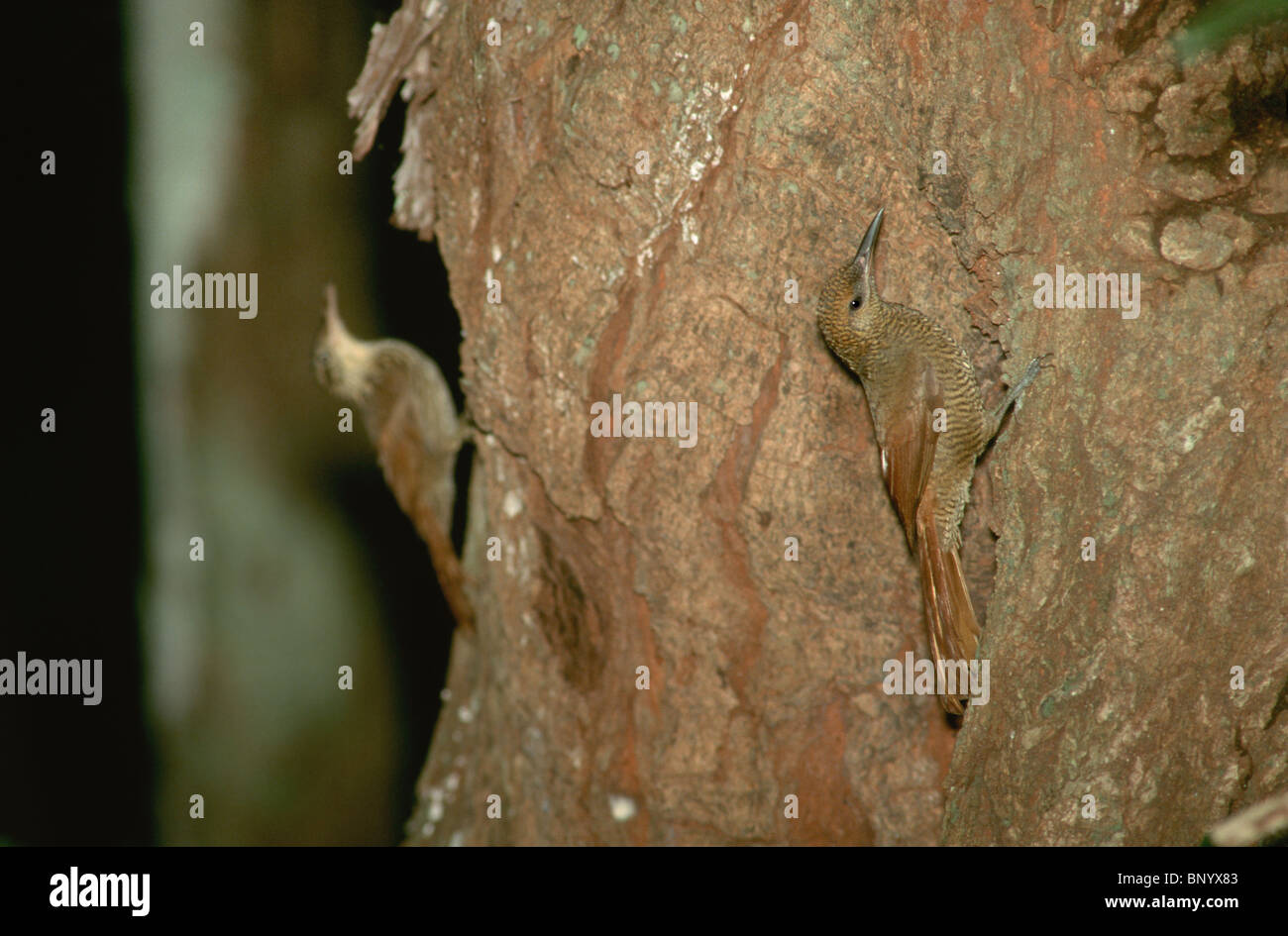 Northern Barred Woodcreeper with Tawny-winged Woodcreeper in background ...