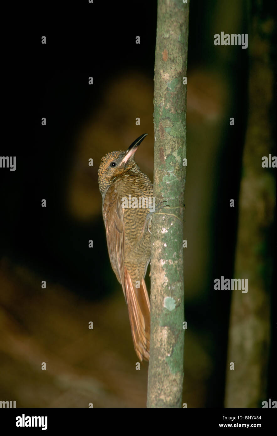 Northern barred woodcreeper hi-res stock photography and images - Alamy