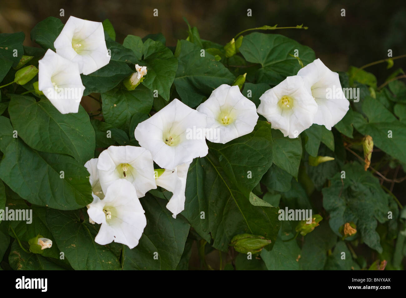 Large Bindweed (Calystegia silvatica) flowers Stock Photo - Alamy