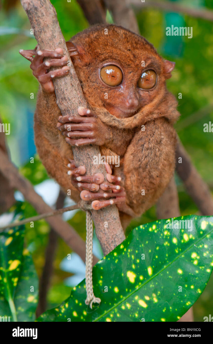 Little scared tarsier holding a branch with its paws Stock Photo - Alamy