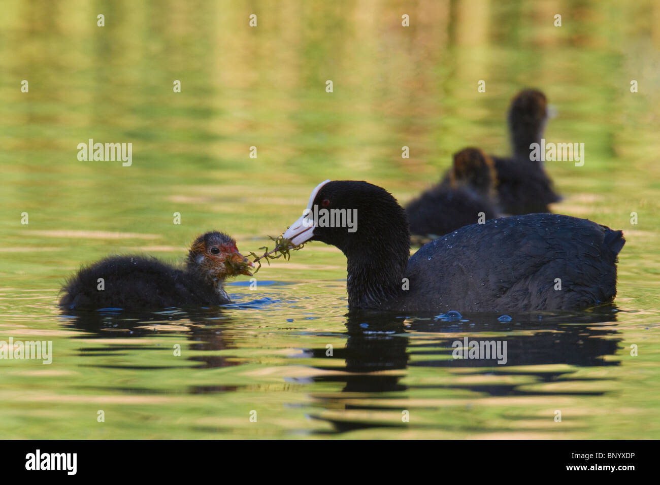 Eurasian Coot (Fulica atra) feeding an aquatic plant to its chick Stock ...