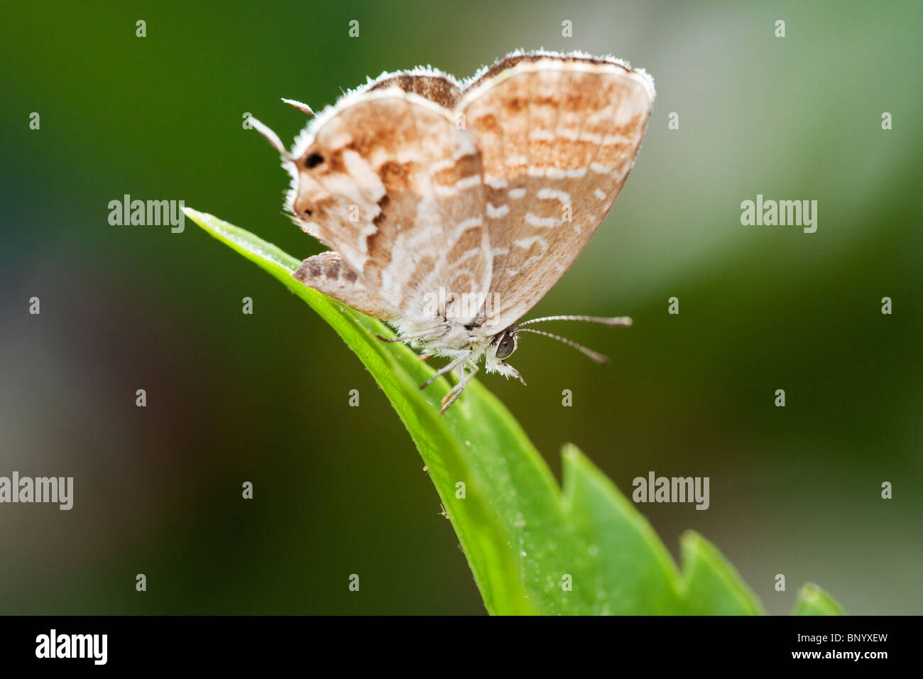 Closeup side view of a backlit geranium bronze butterfly (Cacyreus ...